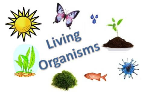 Biology: Quiz on Living Organisms- Grade 7 & 8